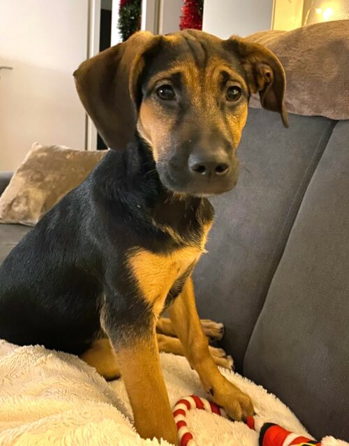 ASTRA - Refuge SPA de La Rochelle et ses environs