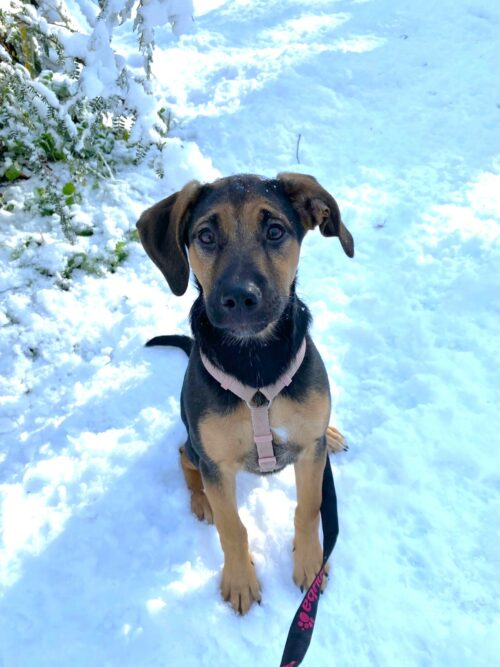 ASTRA - Refuge SPA de La Rochelle et ses environs