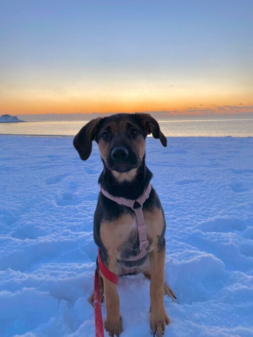 ASTRA - Refuge SPA de La Rochelle et ses environs