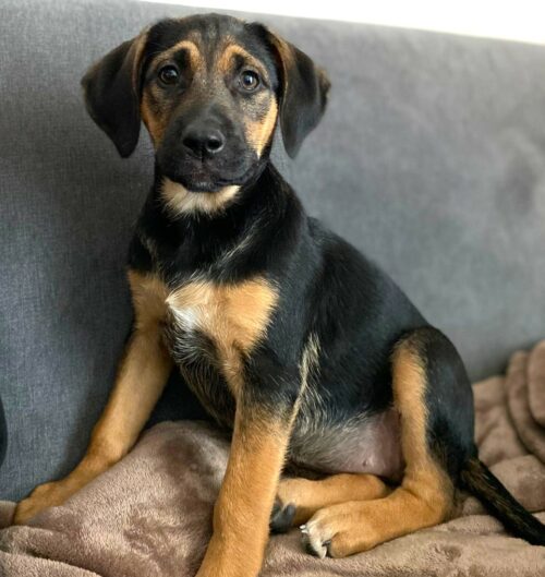 ASTRA - Refuge SPA de La Rochelle et ses environs